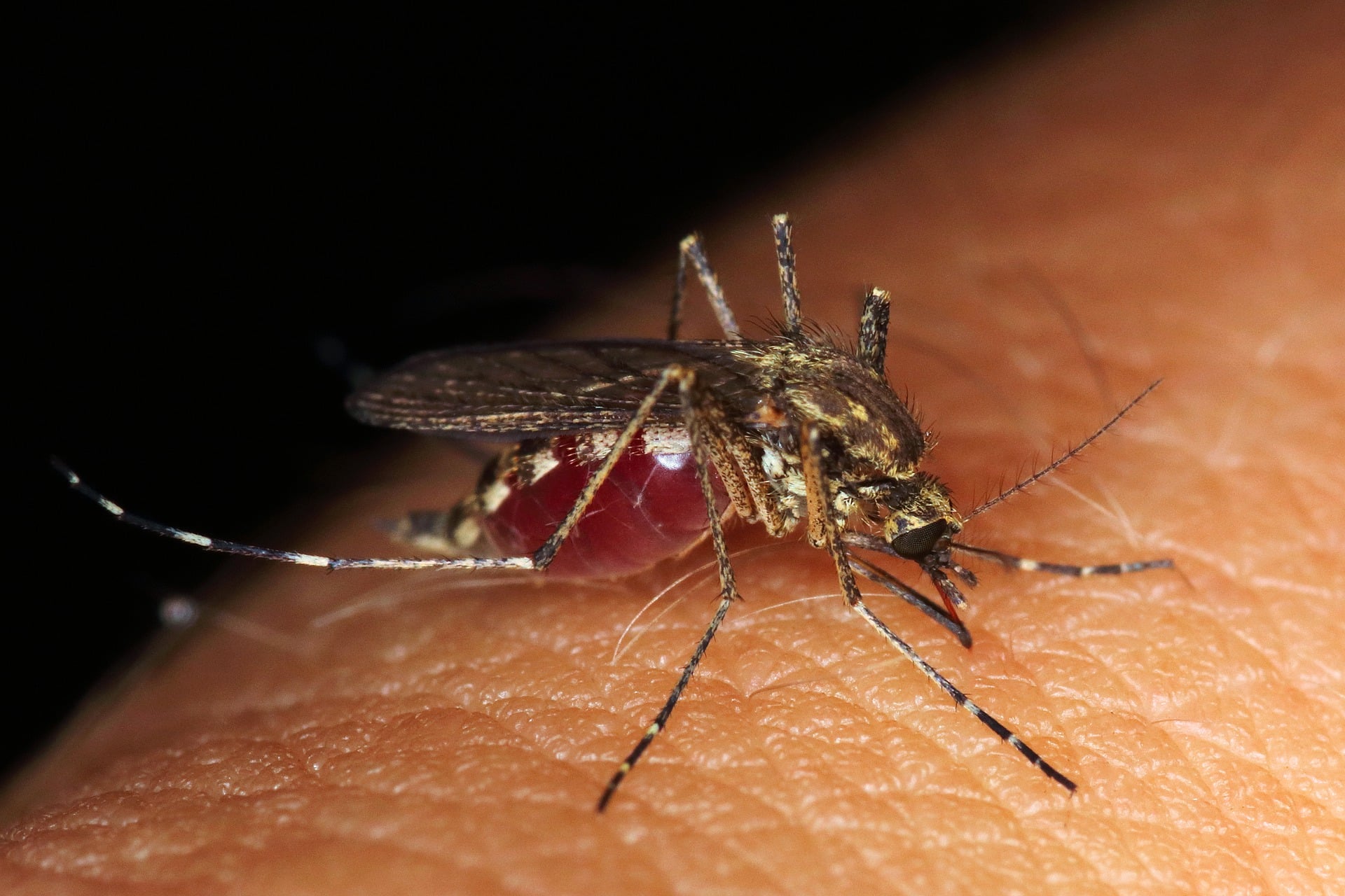 Cuba Apuesta Por Una Bacteria Para Detener La Propagación De Dengue ...